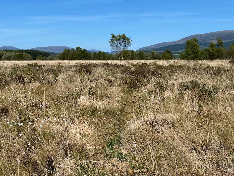 Events – Scotland – Bog Day